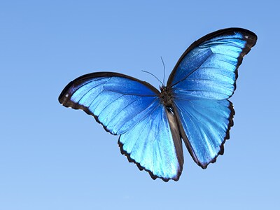 Real Blue Butterfly 902 Blue Morpho Butterfly Stock Photos, High Res